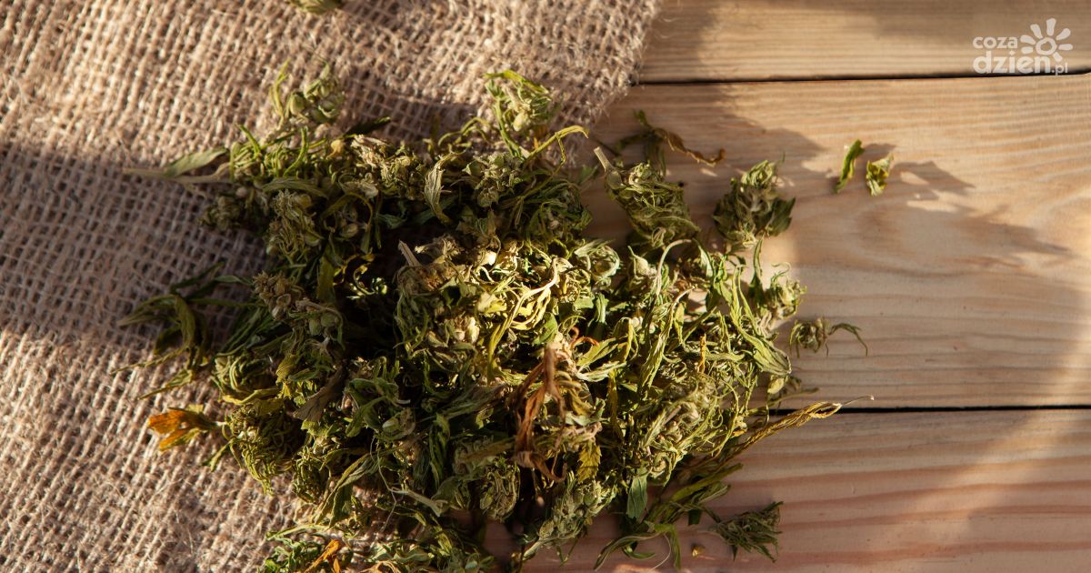 Susz konopny CBD - jak stosować?